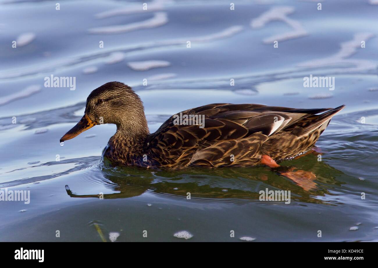 Beautiful photo of a mallard swimming in lake Stock Photo - Alamy