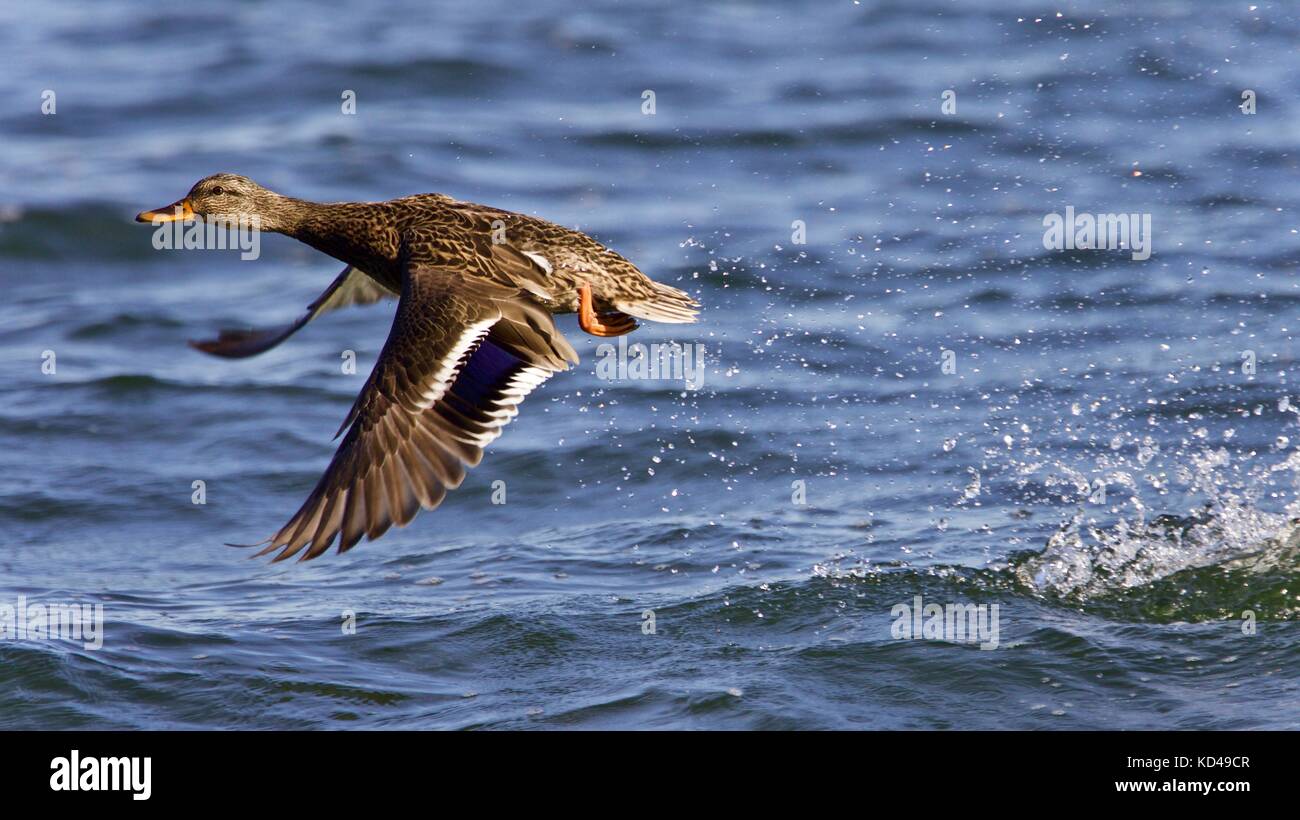 Isolated photo of a mallard taking off from lake Stock Photo - Alamy
