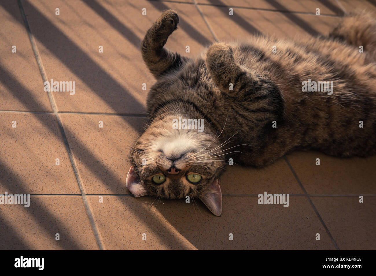 Cat on a balcony hi-res stock photography and images - Alamy