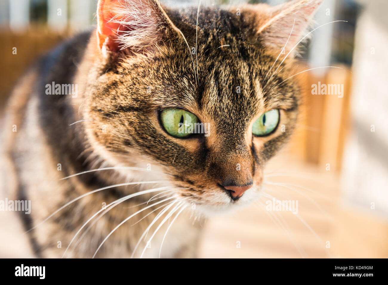 Interested cat hi-res stock photography and images - Alamy