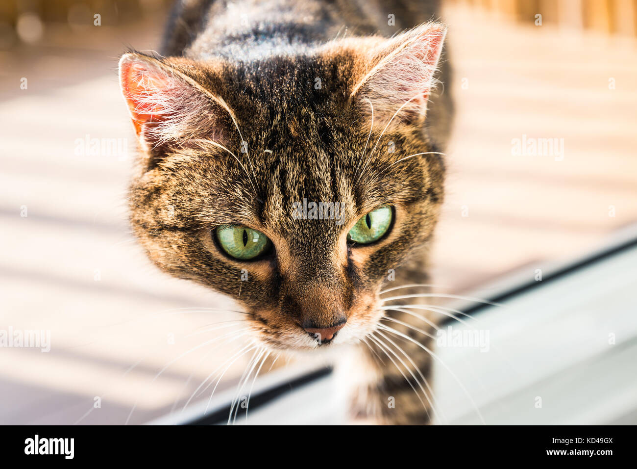 Interested cat hi-res stock photography and images - Alamy