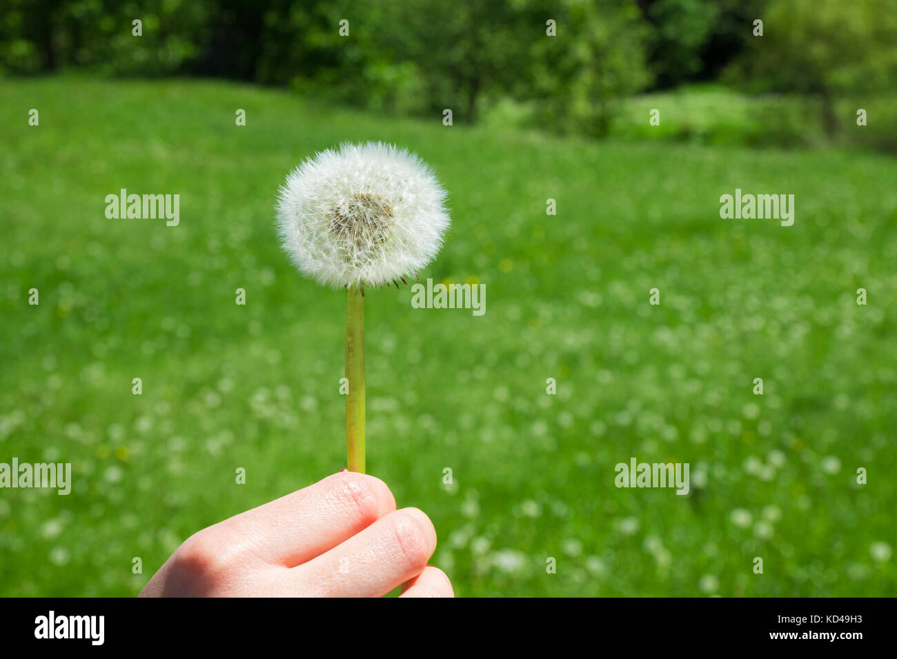 Hand holds dandelion hi-res stock photography and images - Alamy