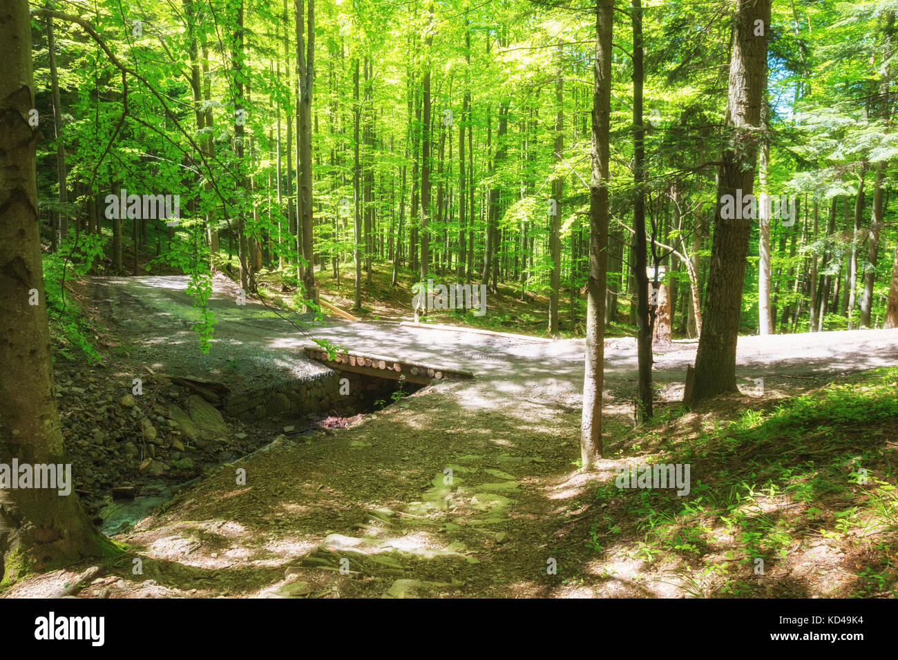 Mountain path in dense green forest. Path over small stream in the ...