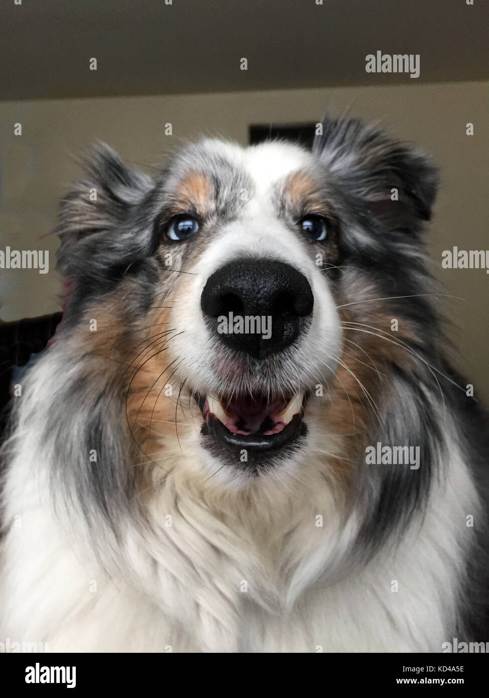 Shetland sheep dog or Sheltie Stock Photo - Alamy