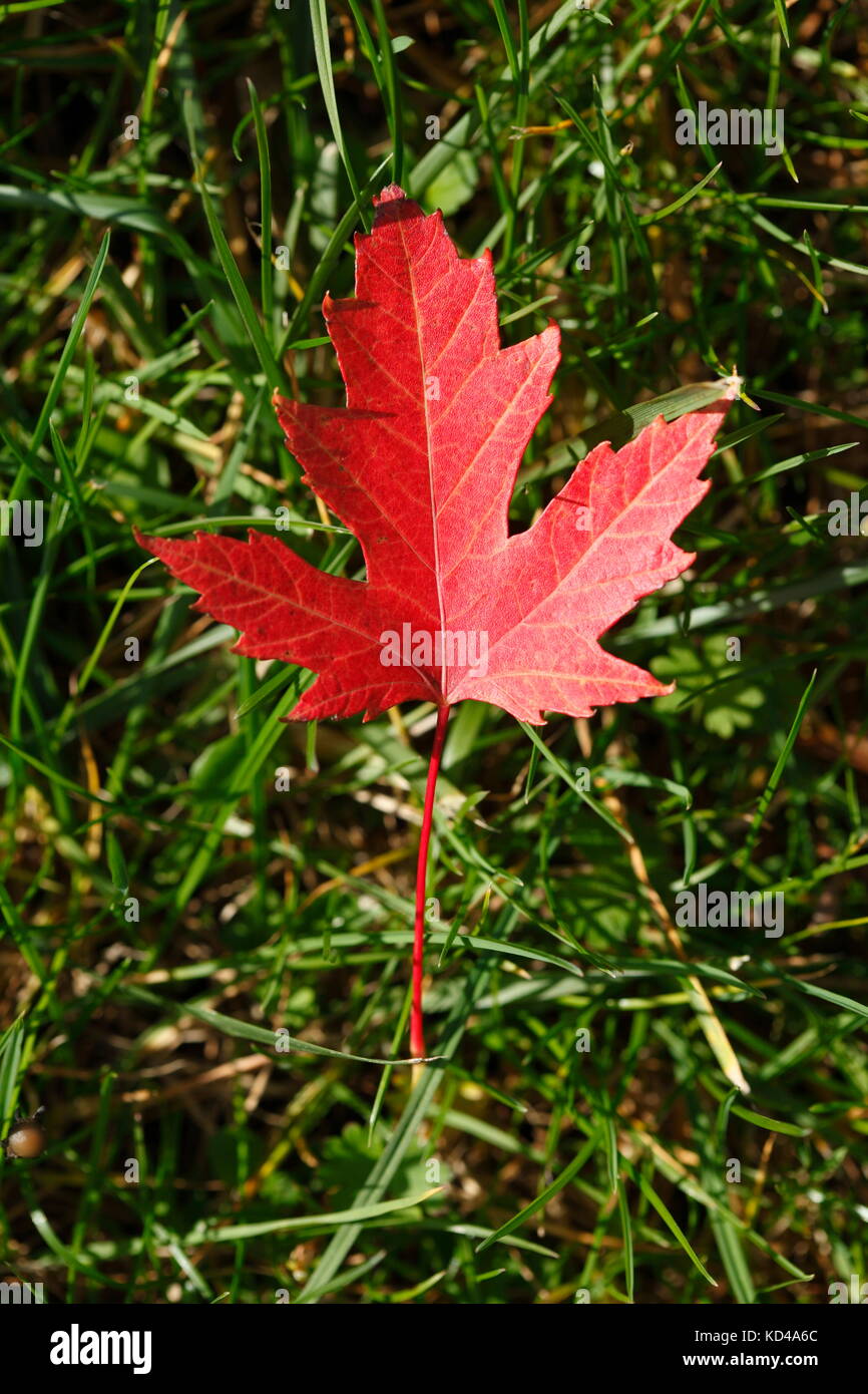 red colored maple leaf in the grass Stock Photo - Alamy