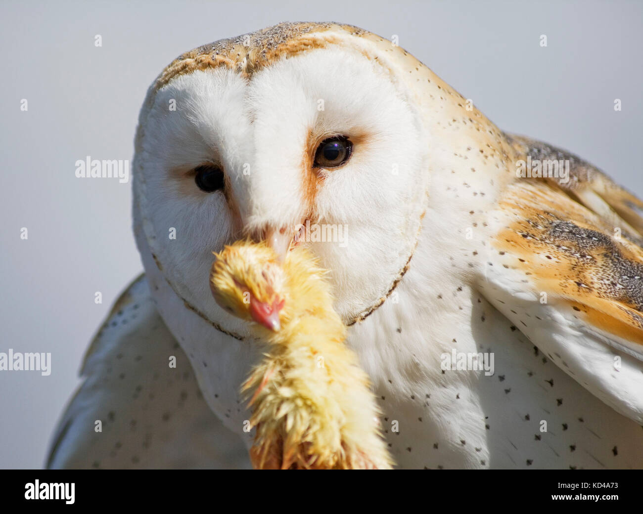 Barn Owl with a chick in its beak as food, North Yorkshire, UK Stock ...