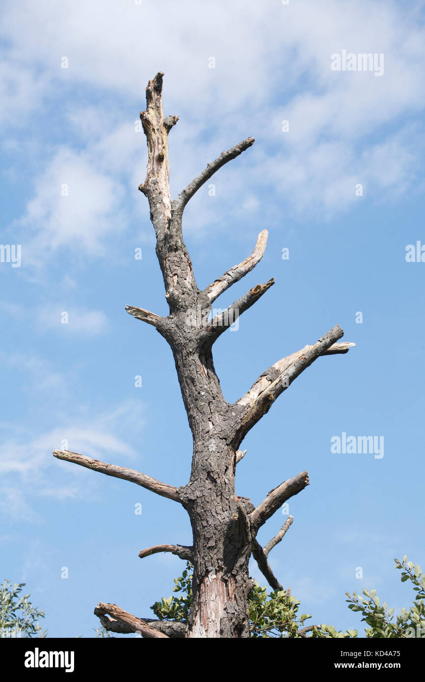 dead tree skeleton Stock Photo - Alamy