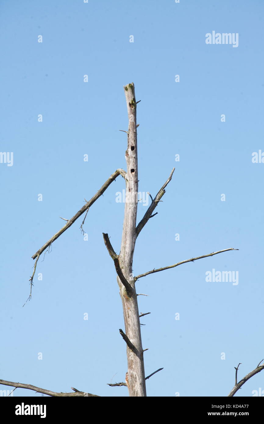 dead tree skeleton Stock Photo - Alamy
