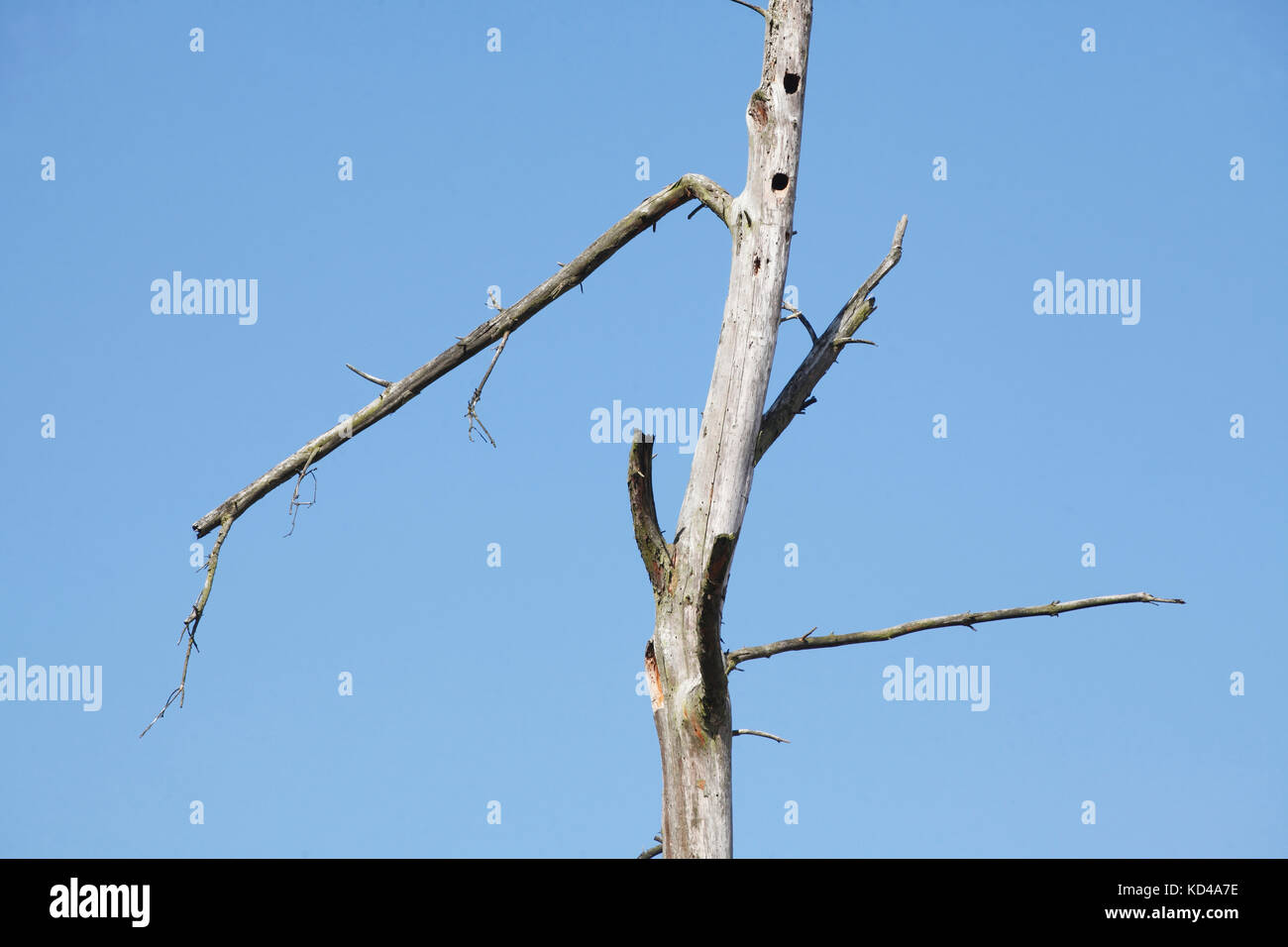 dead tree skeleton Stock Photo - Alamy