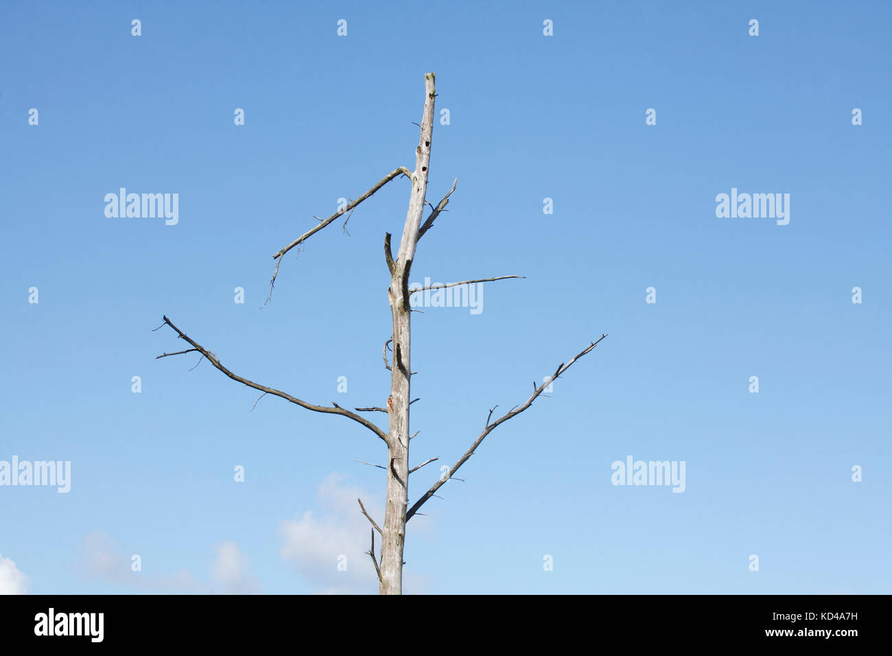 Tree skeleton hi-res stock photography and images - Alamy