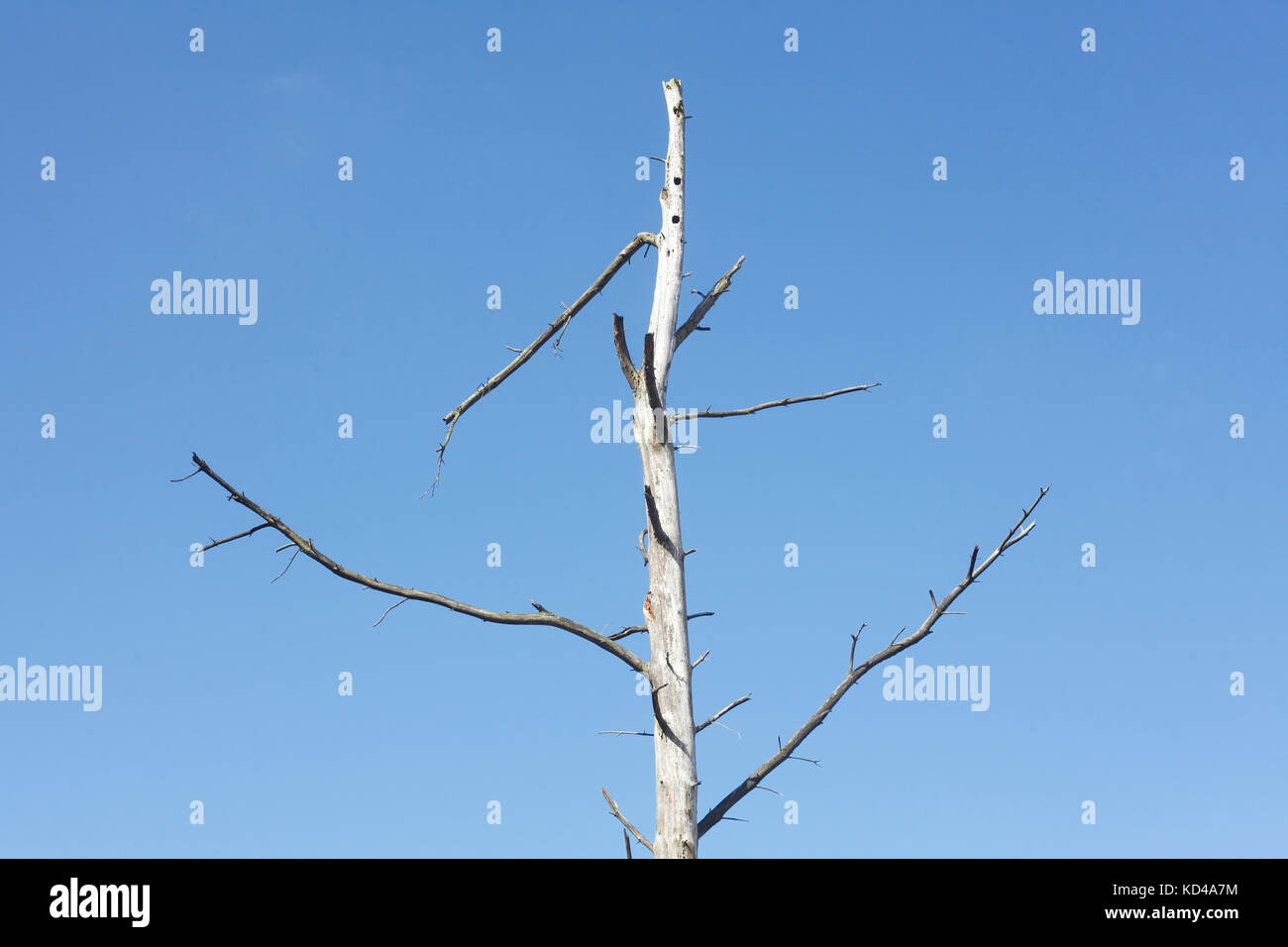 dead tree skeleton Stock Photo - Alamy