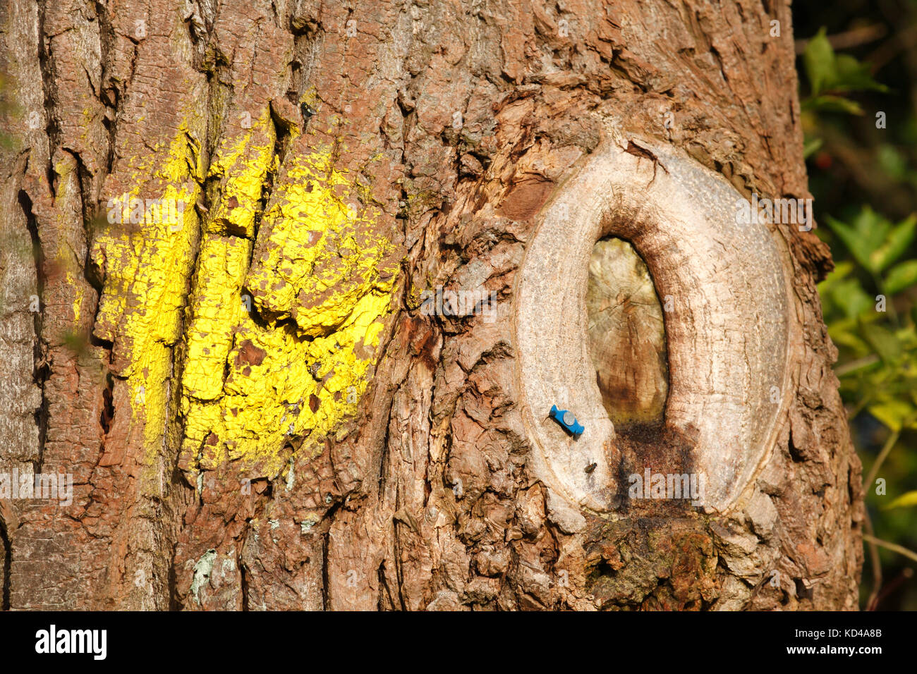 Trimmed tree hi-res stock photography and images - Alamy