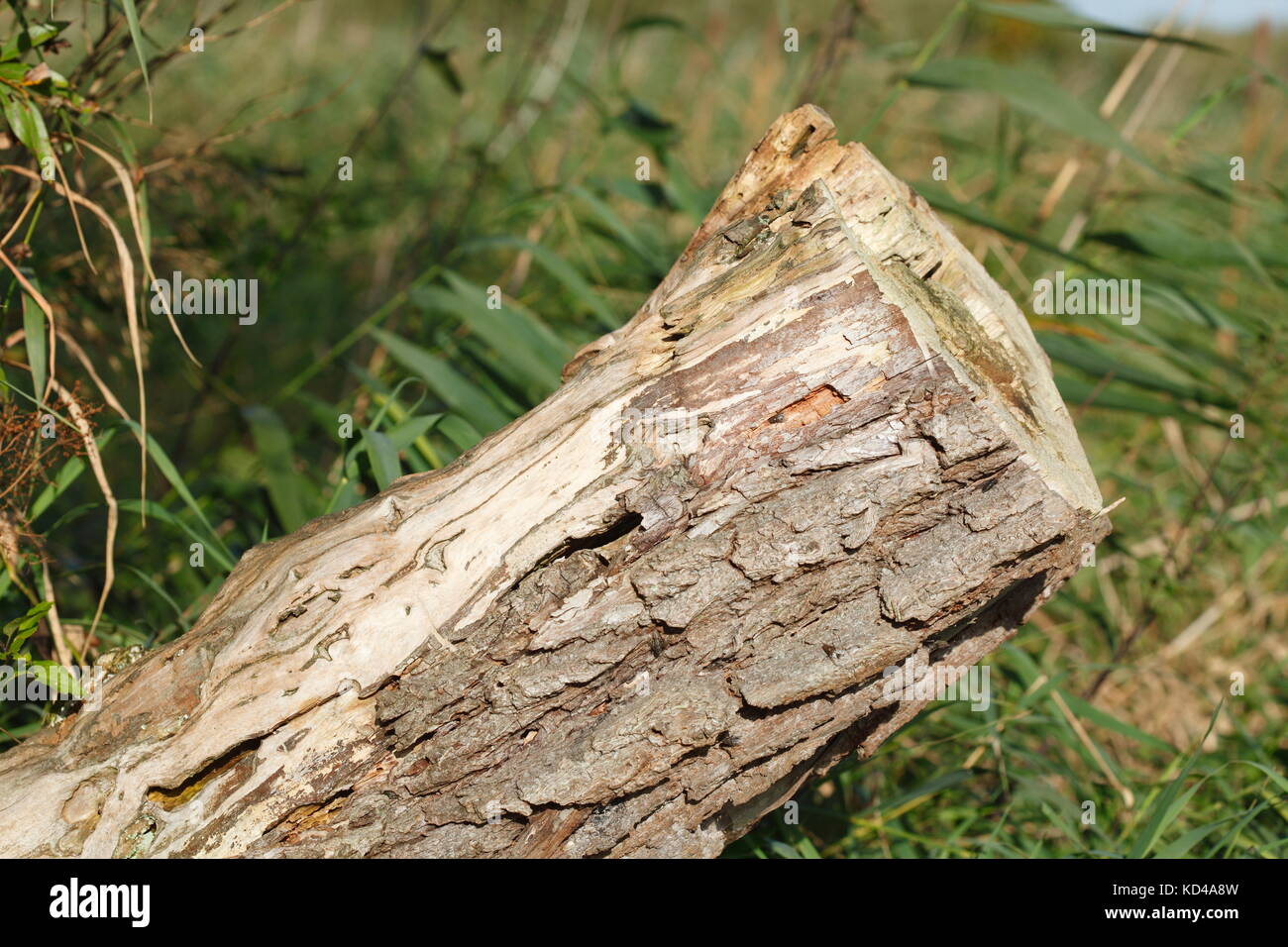 dead tree trunk on a meadow Stock Photo - Alamy