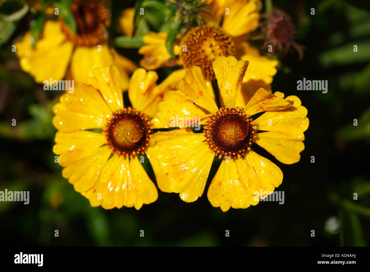 yellow blossoming Helenium Flowers Stock Photo - Alamy