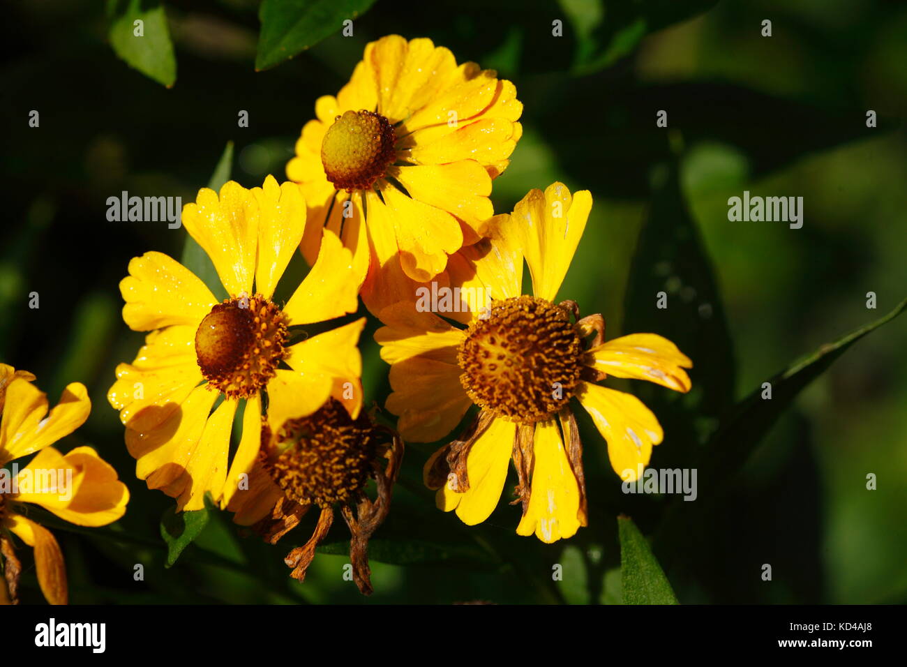 yellow blossoming Helenium Flowers Stock Photo - Alamy