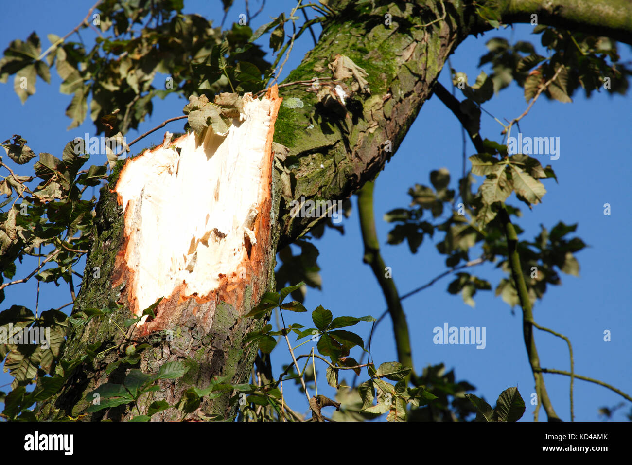storm damaged tree trunk Stock Photo - Alamy