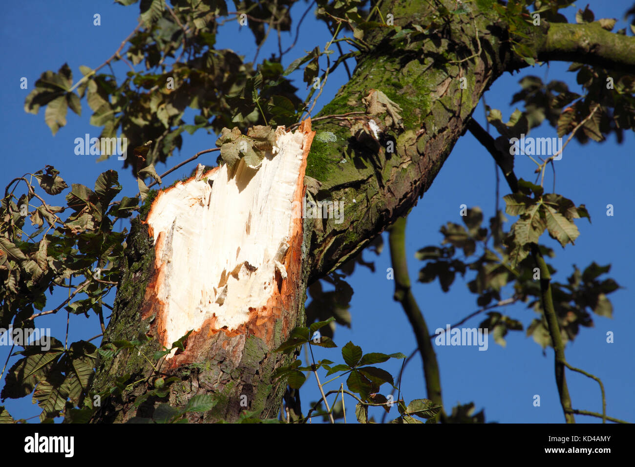 storm damaged tree trunk Stock Photo - Alamy