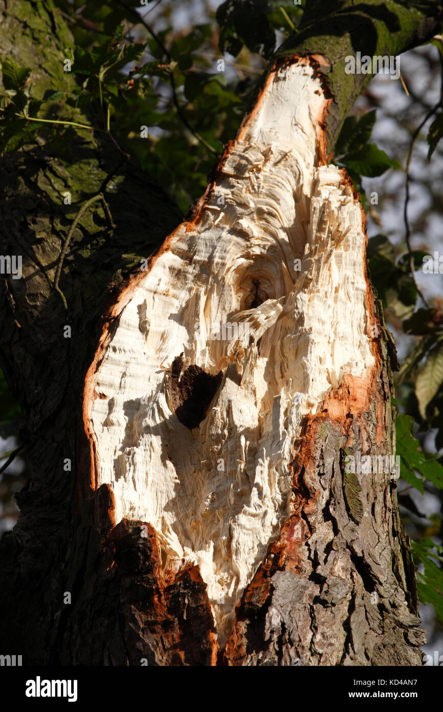 storm damaged tree trunk Stock Photo - Alamy