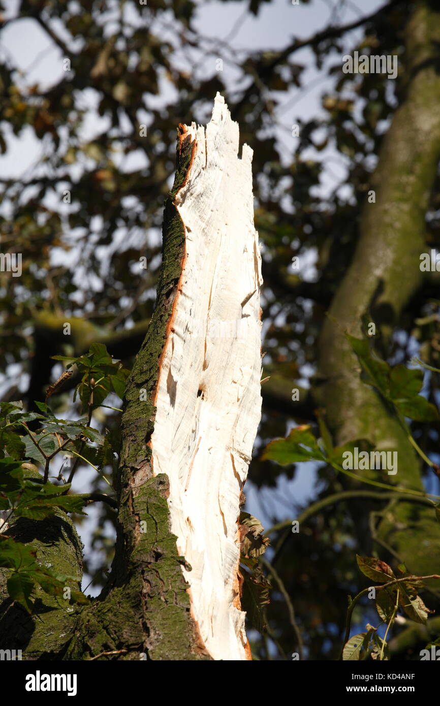 storm damaged tree trunk Stock Photo - Alamy
