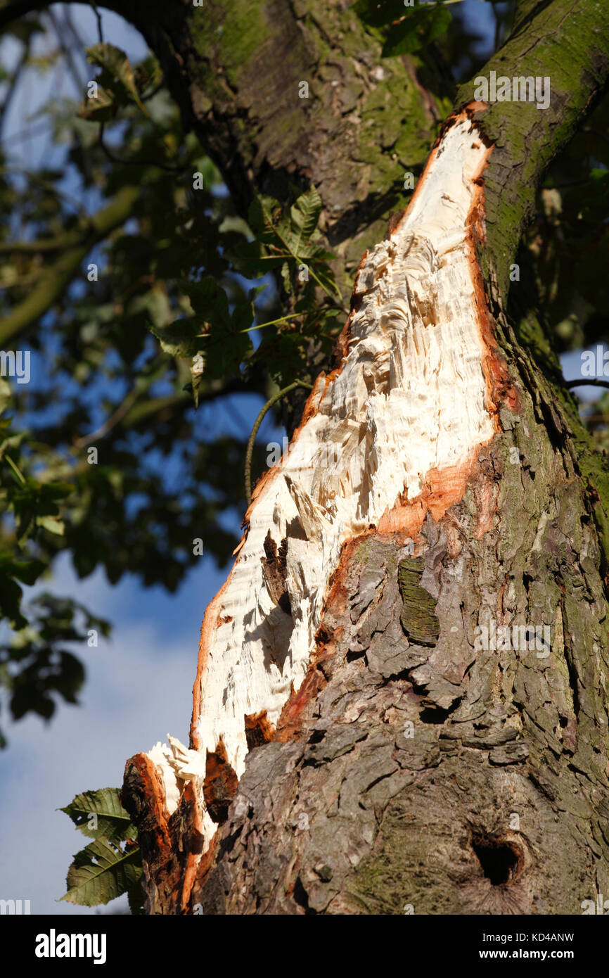 storm damaged tree trunk Stock Photo - Alamy