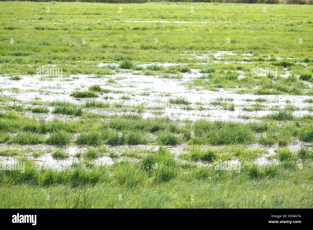 flooded green meadow with water Stock Photo - Alamy