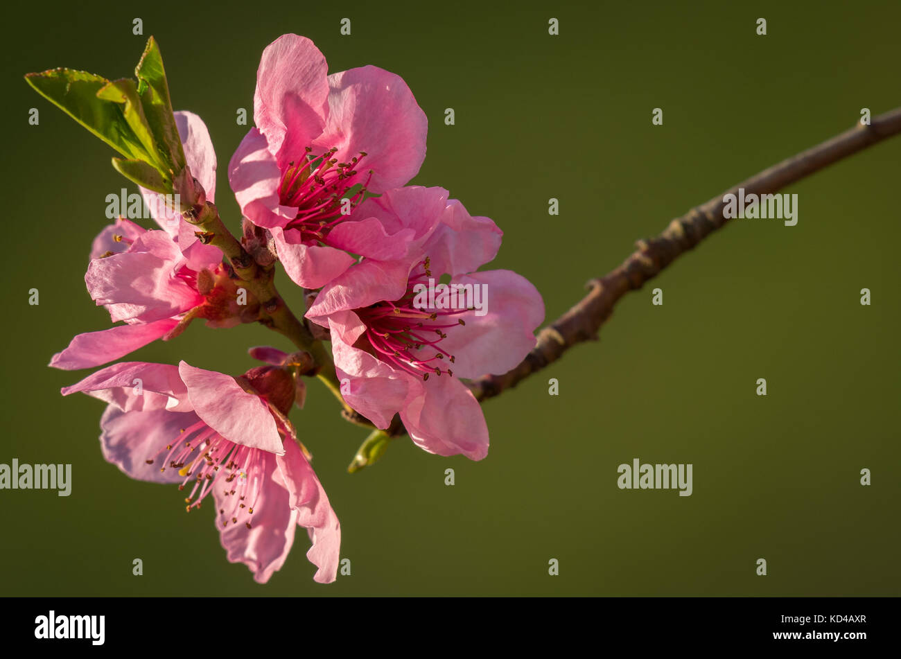 Closeup of an peach blossom in direct sunlight Stock Photo - Alamy