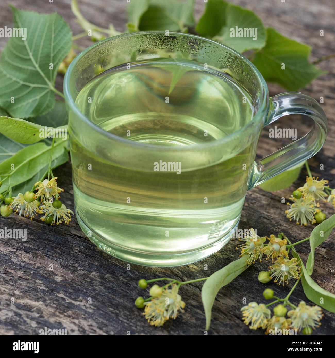 Lime Tree Tea High Resolution Stock Photography and Images - Alamy