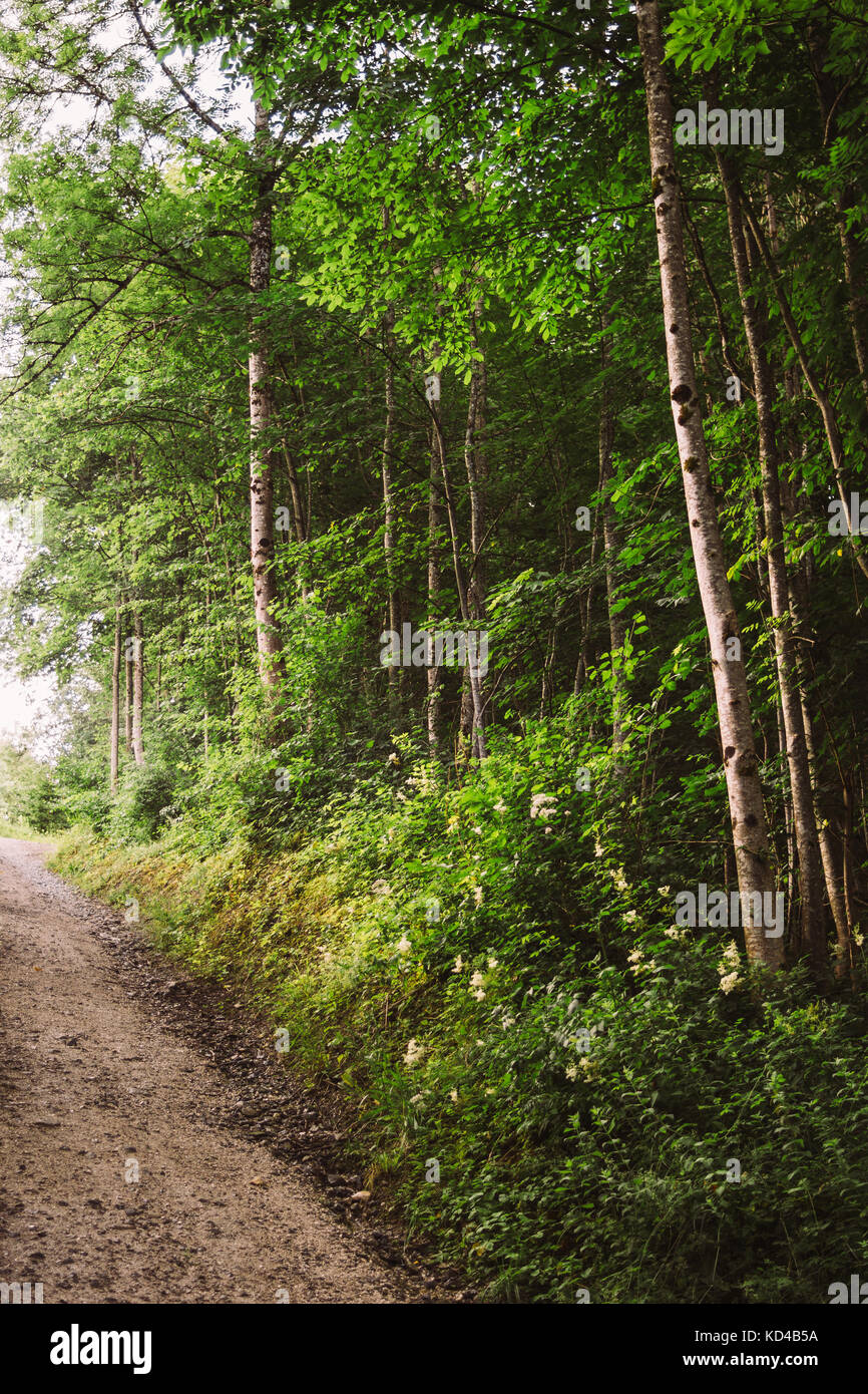 Sunlight on pathway hi-res stock photography and images - Alamy