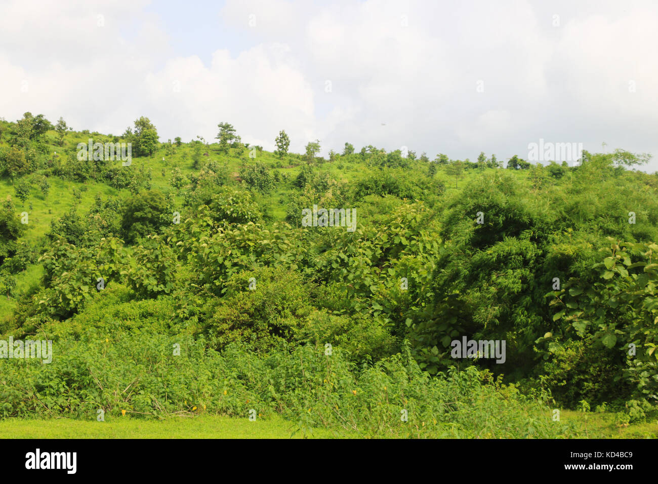 View of greenary Stock Photo - Alamy