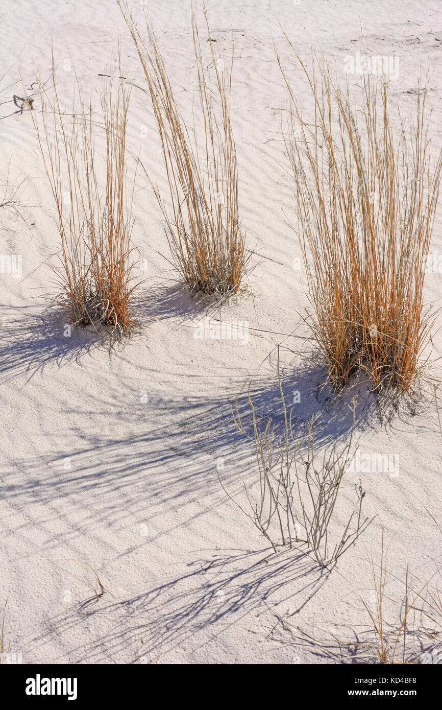 Desert grasses hi-res stock photography and images - Alamy