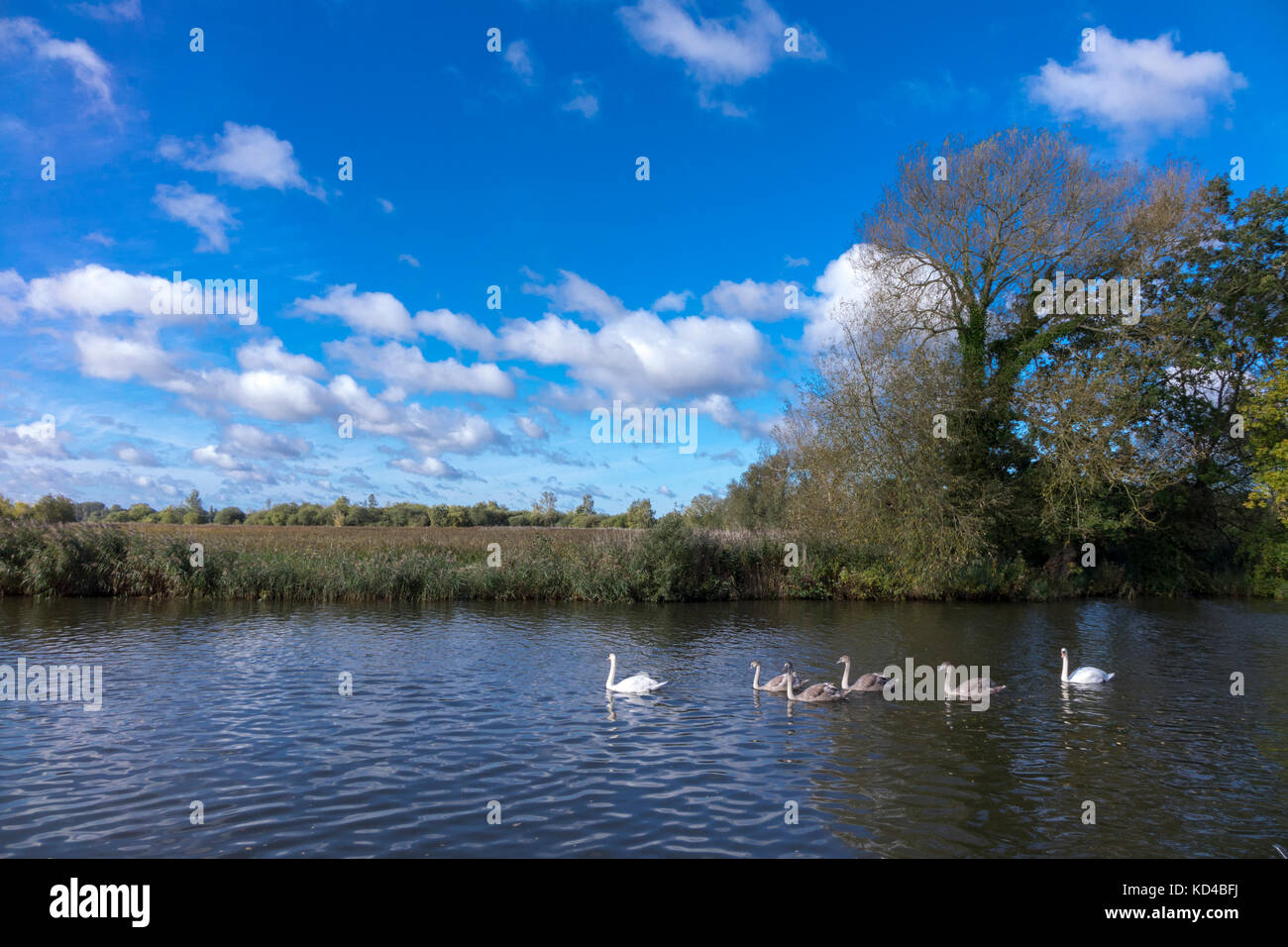 River Ant within The Norfolk Broads National Park Stock Photo - Alamy