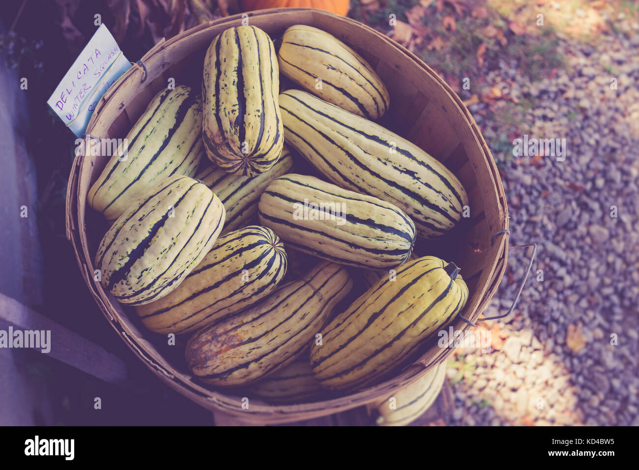 Fresh picked winter squash for sale at a farm stand with vintage look ...