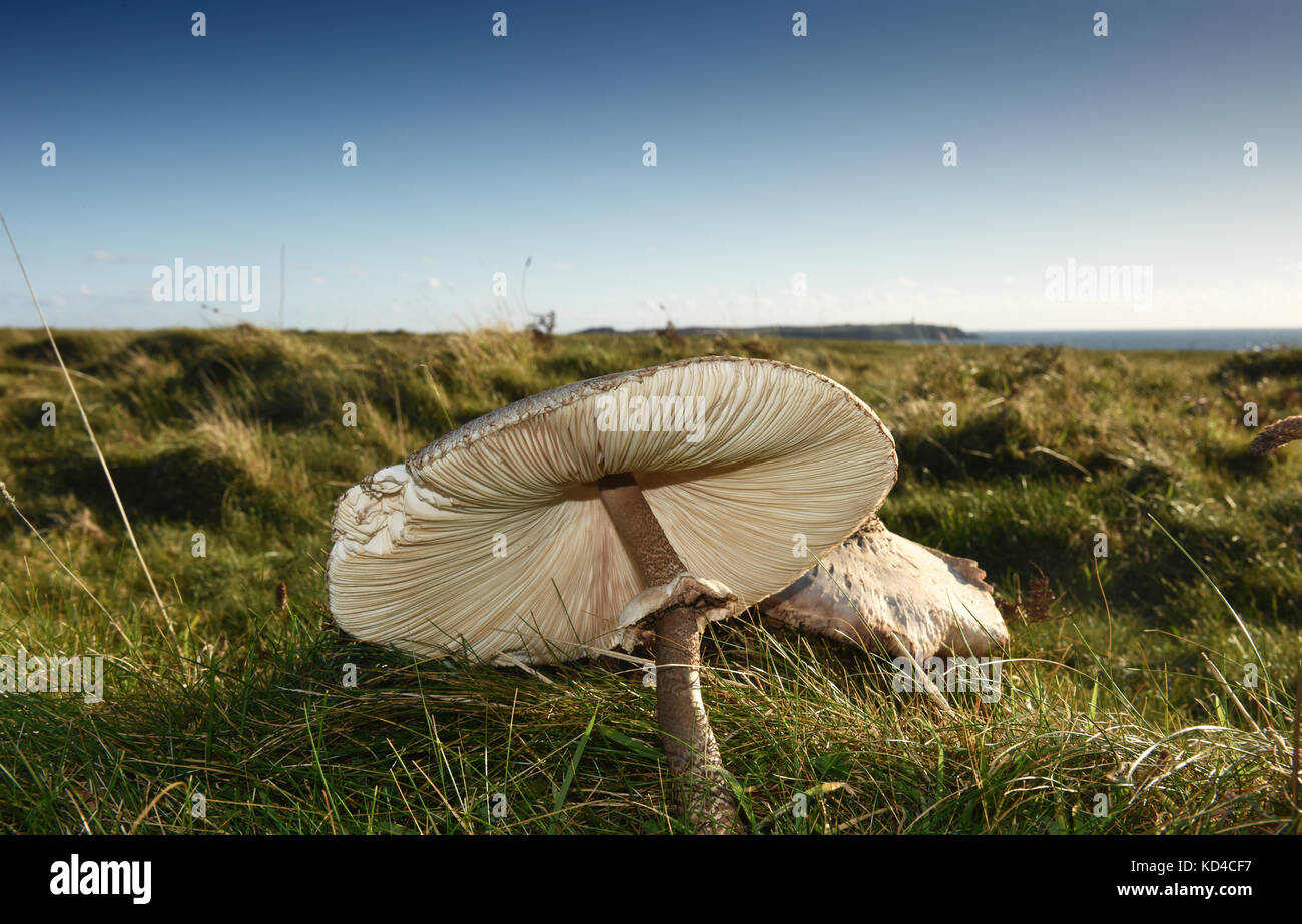 Wild fungi growing on Wooltack Point in Pembrokeshire West Wales UK ...