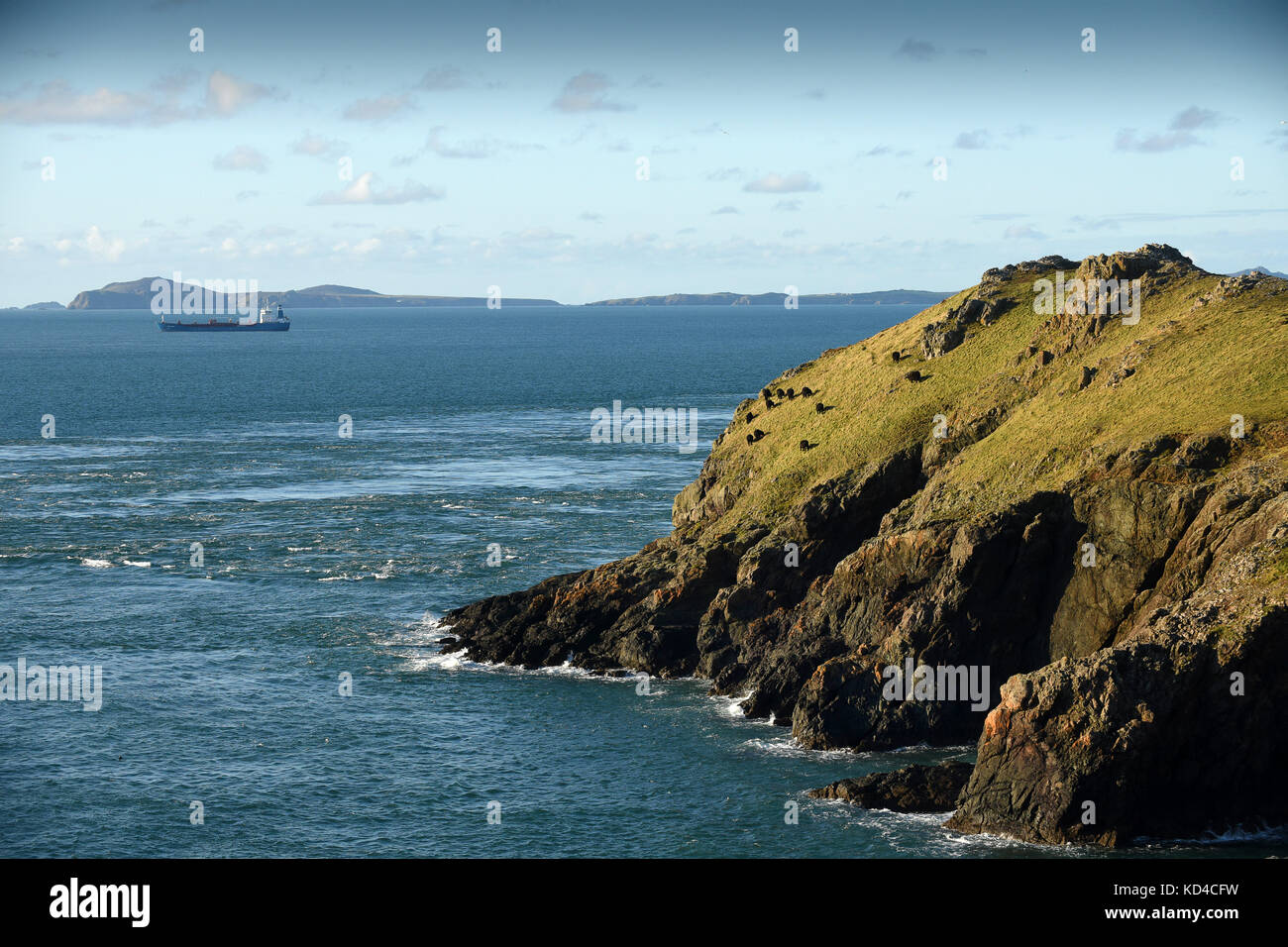 Cattle grazing on Wooltack Point in Pembrokeshire West Wales UK Stock ...