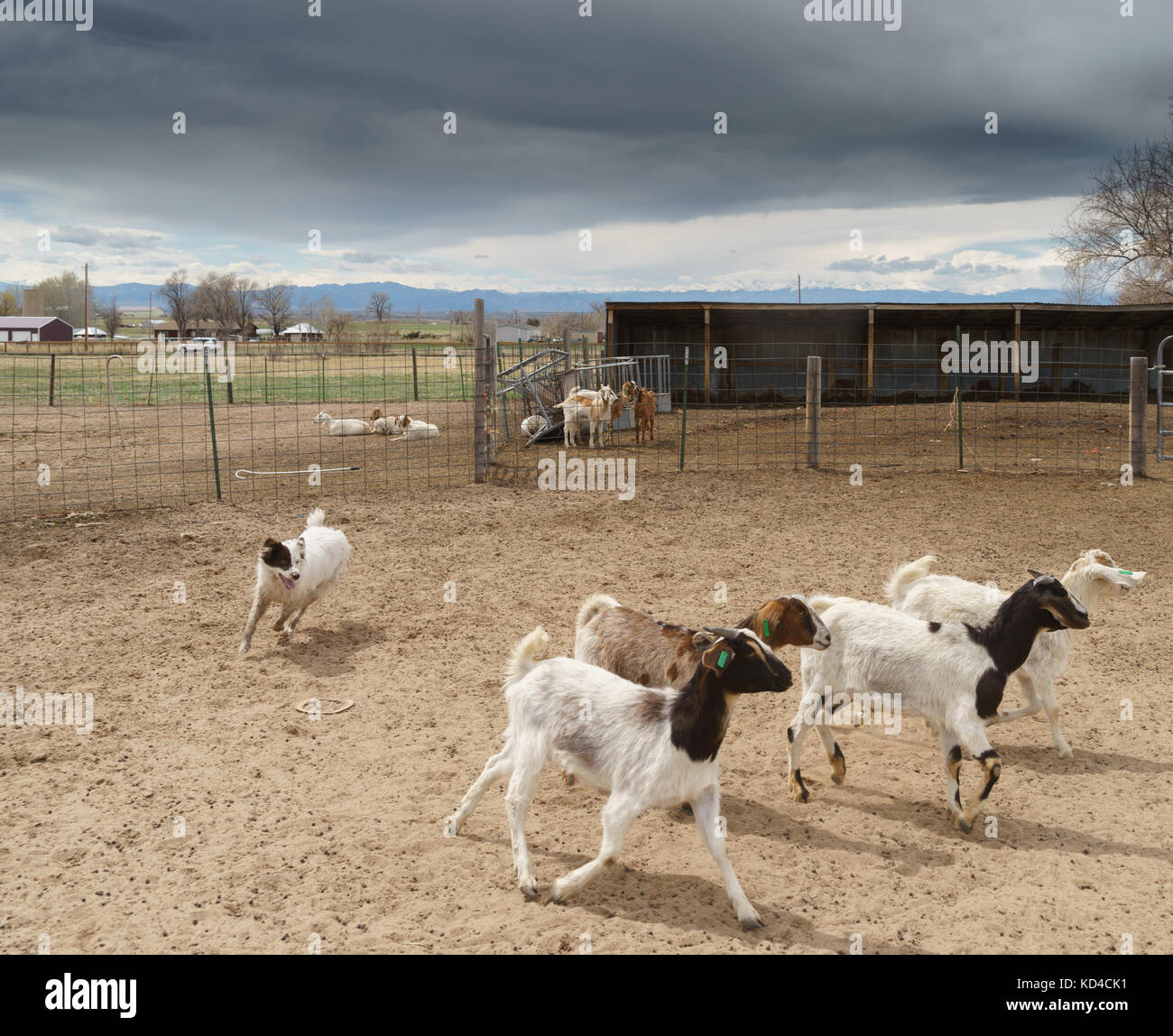 Dog Herding Goats Stock Photo - Alamy