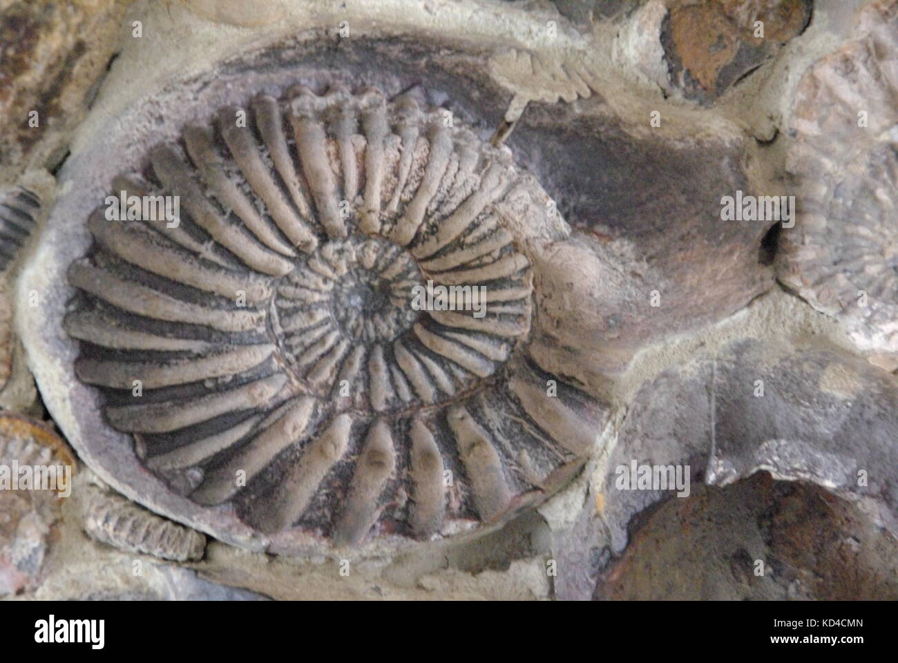 Ammonite close up hi-res stock photography and images - Alamy