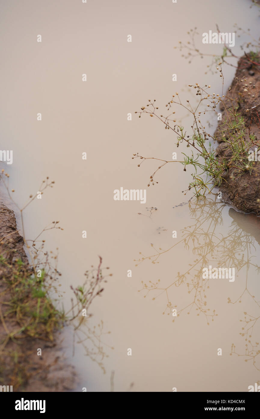 Puddle filled path hi-res stock photography and images - Alamy