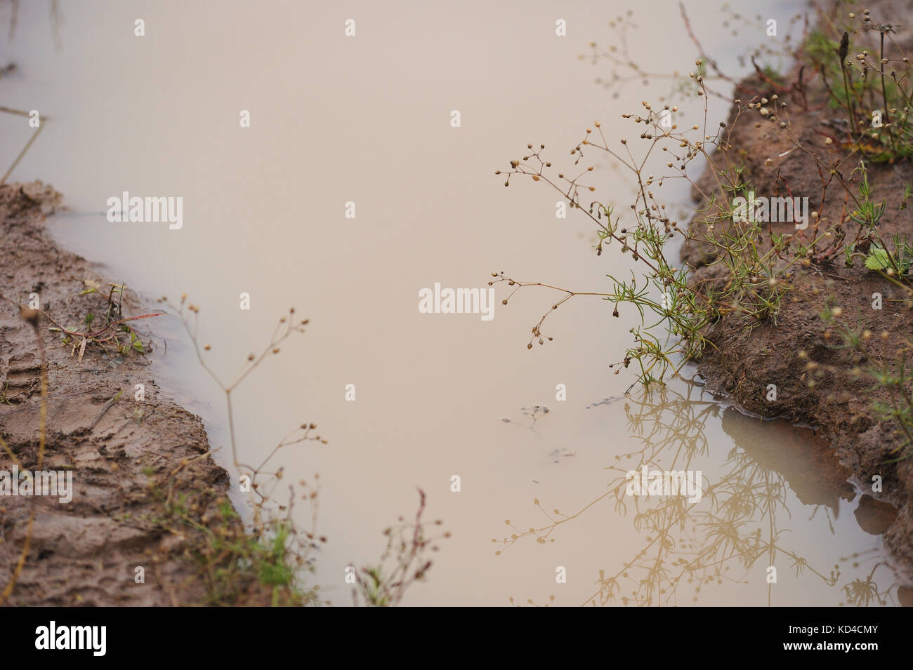 Puddle filled path hi-res stock photography and images - Alamy