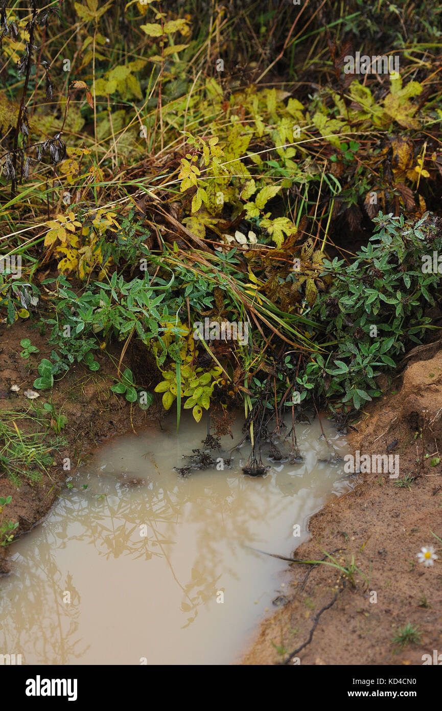 Dirty muddy puddle filled with water of autumn rains Stock Photo - Alamy