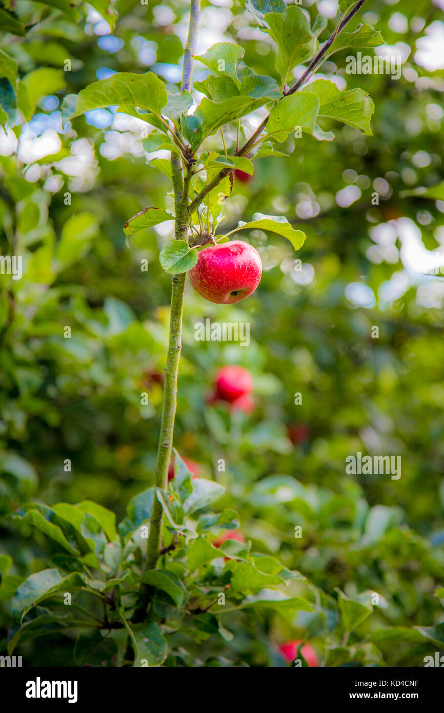 Single red apple on tree branch Stock Photo - Alamy