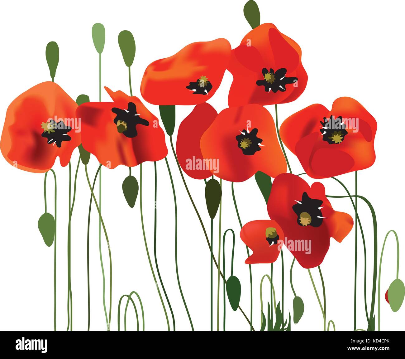 Poppy vector vectors hi-res stock photography and images - Alamy