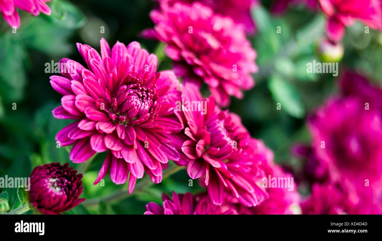 Red Flowers Up Close Stock Photo - Alamy