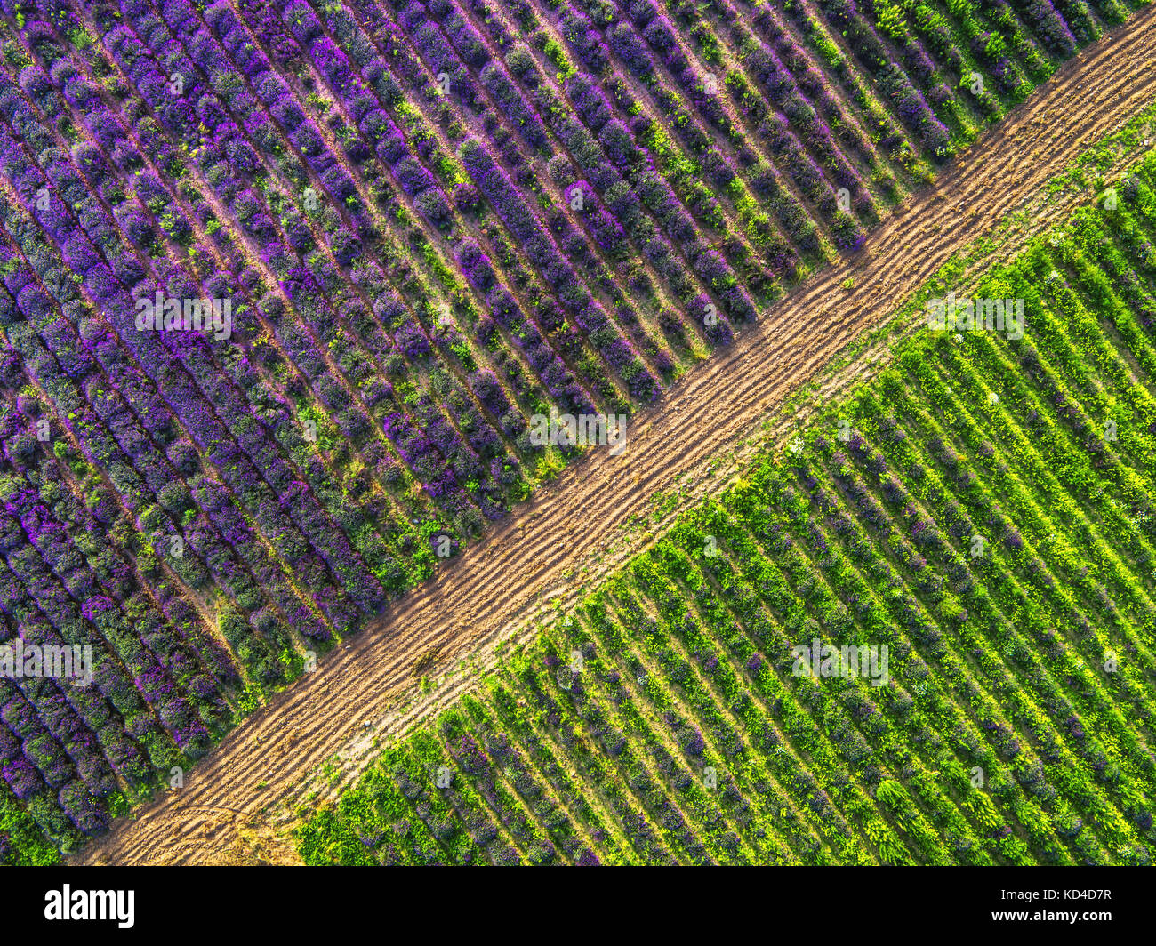 Aerial view of levender field Stock Photo - Alamy
