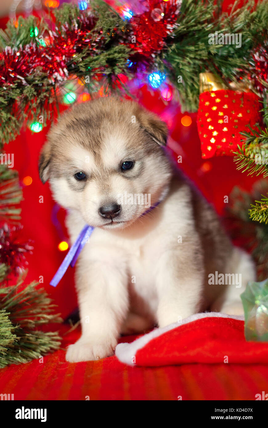 Malamute puppy with a yellow ribbon is sitting on a red background ...