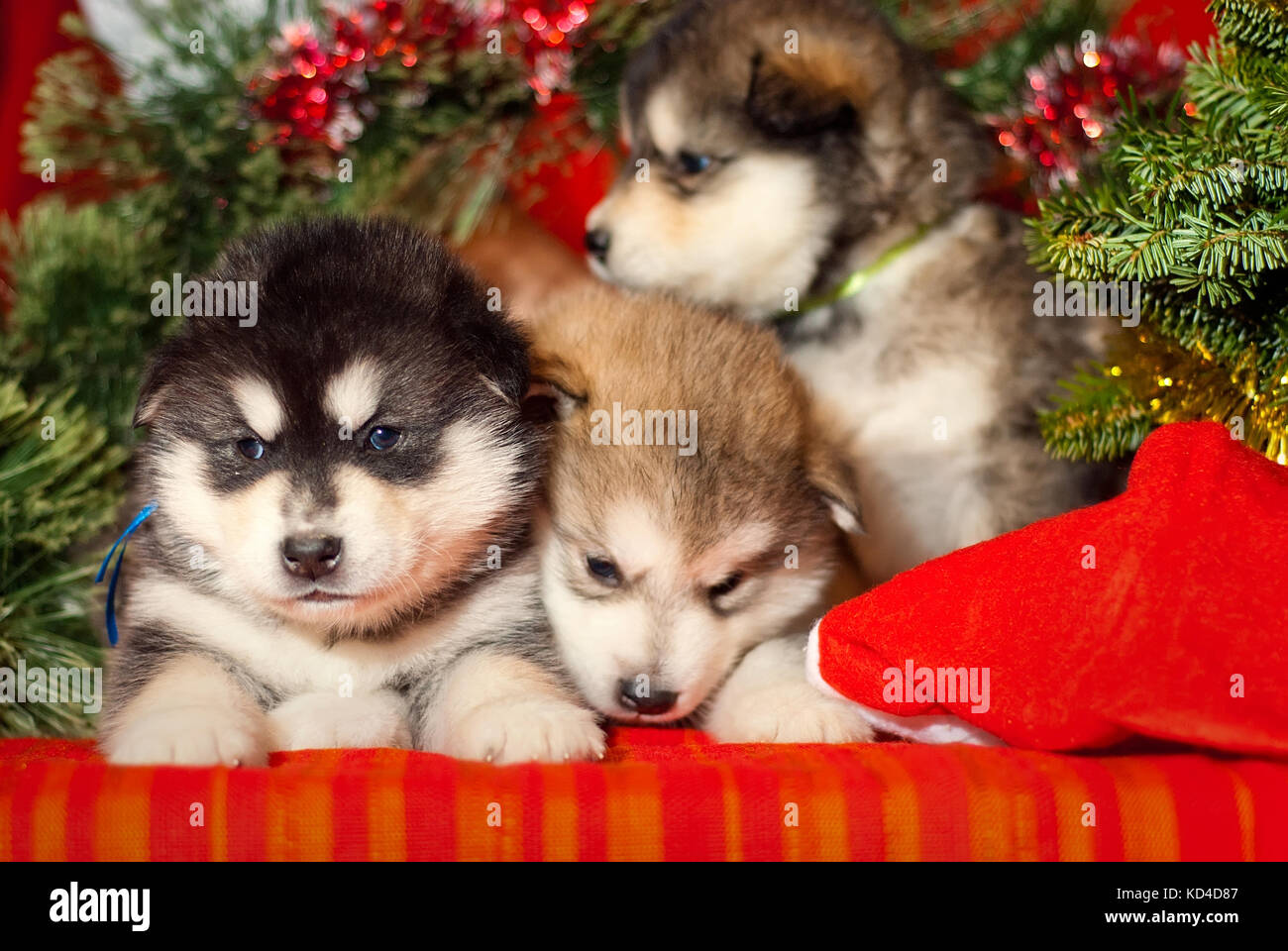 Malamute puppy with a yellow ribbon is sitting on a red background ...