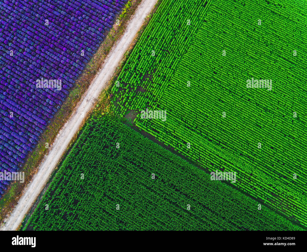Aerial view of levender field Stock Photo - Alamy