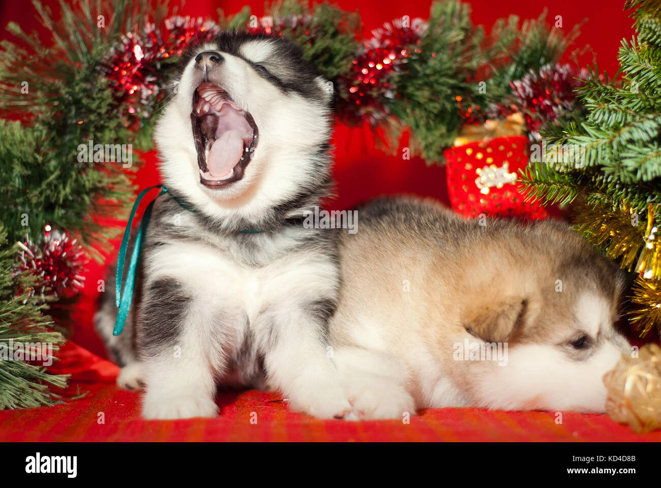 Malamute puppy with a yellow ribbon is sitting on a red background ...