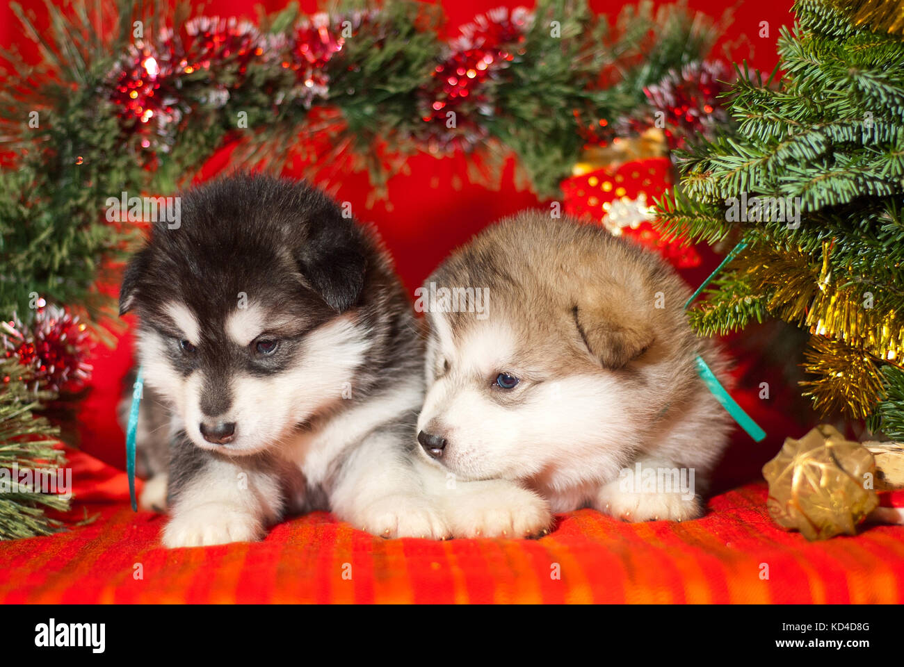 Malamute puppy with a yellow ribbon is sitting on a red background ...
