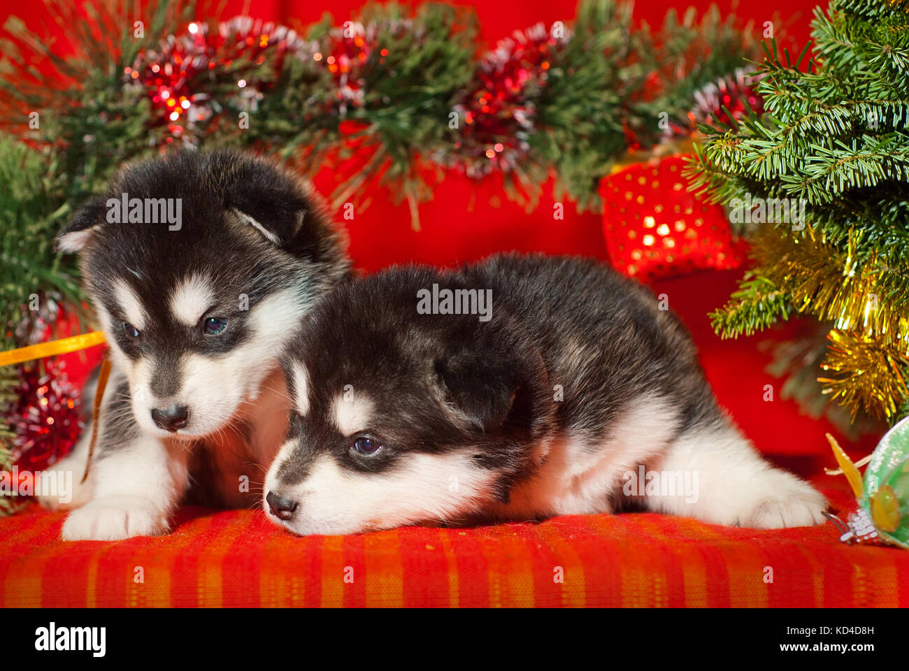 Malamute puppy with a yellow ribbon is sitting on a red background ...