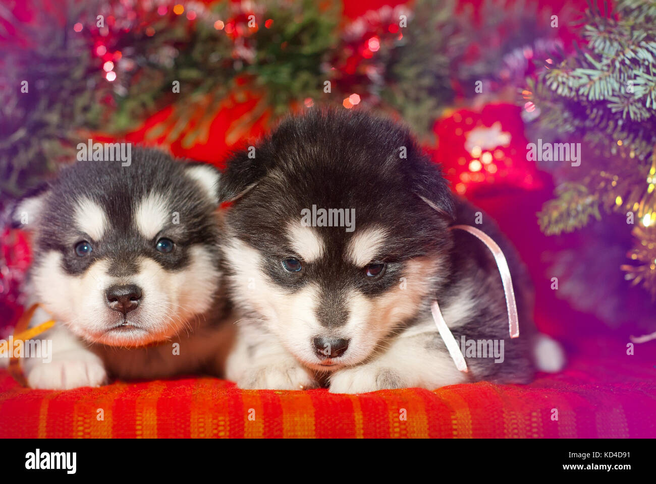 Malamute puppy with a yellow ribbon is sitting on a red background ...